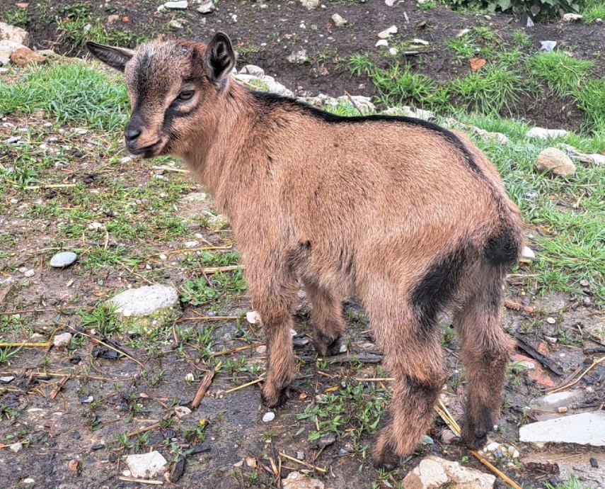 Patuljaste (mini) koze