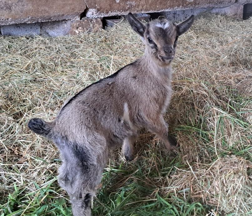 Patuljaste (mini) koze