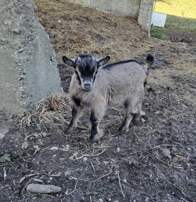 Patuljaste (mini) koze