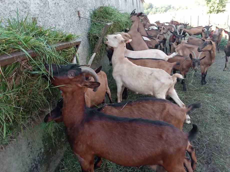 PRODAJEM BREĐE KOZE I JARCE