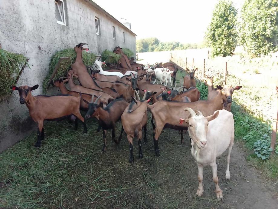 PRODAJEM BREĐE KOZE I JARCE