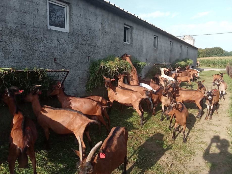 PRODAJEM BREĐE KOZE I JARCE