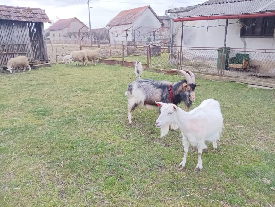 Prodajem dvije koze,jarca i jare