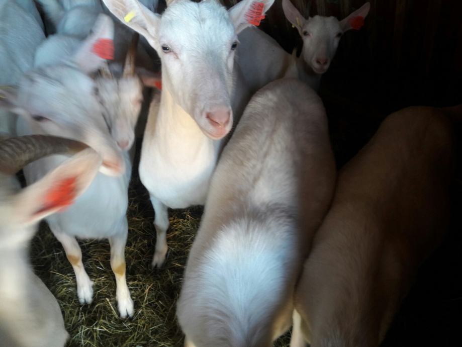 prodajem jarice i jariće(sanska koza)