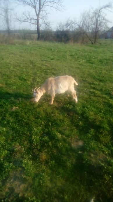 Prodajem jare oko 30kg 500kn