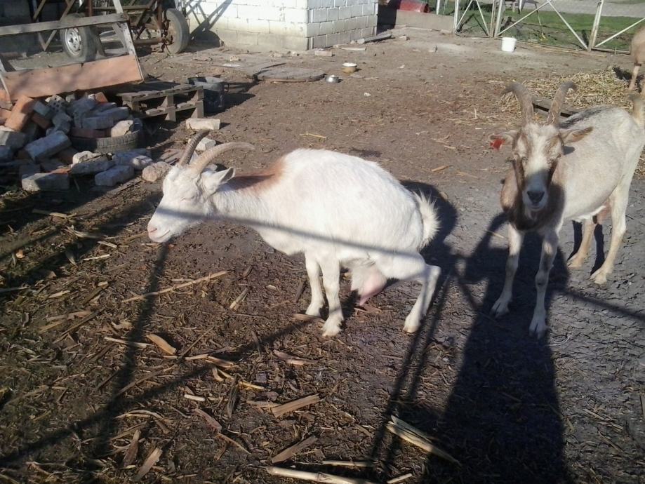 Prodajem koze i jarice