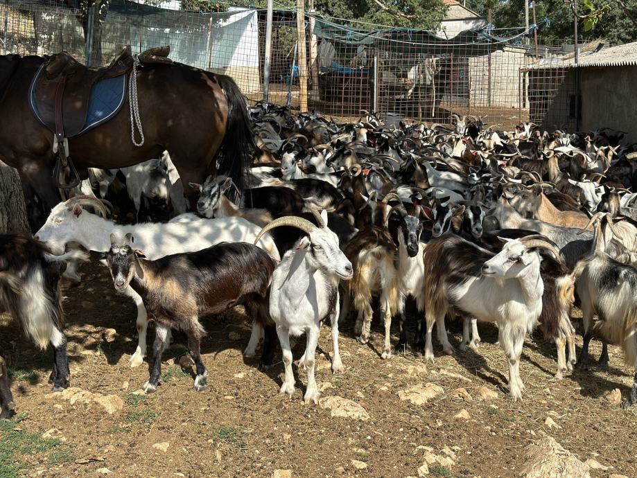Prodajem stado koza