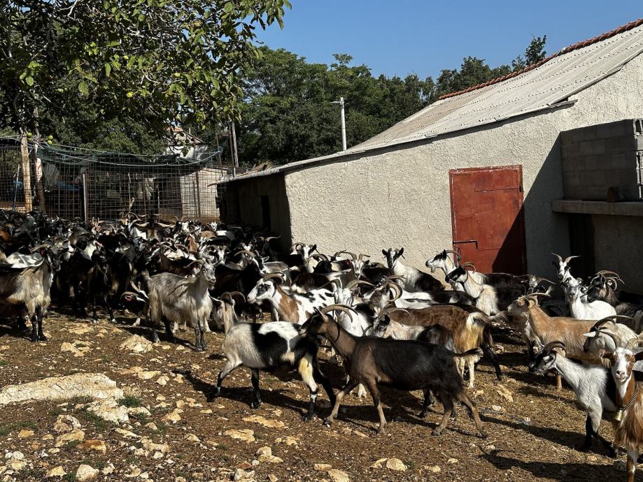 Prodajem stado koza