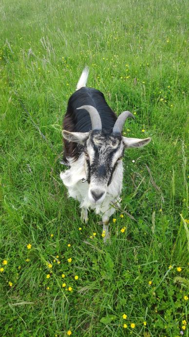 Prodajem kozu i jare