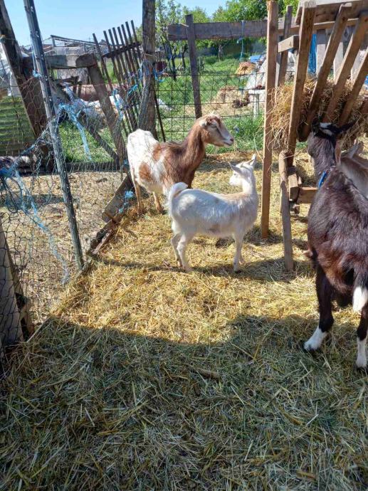 Prodajem kožu i žensko jare