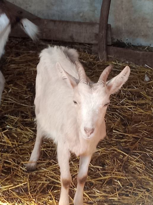 Prodajem mini koze