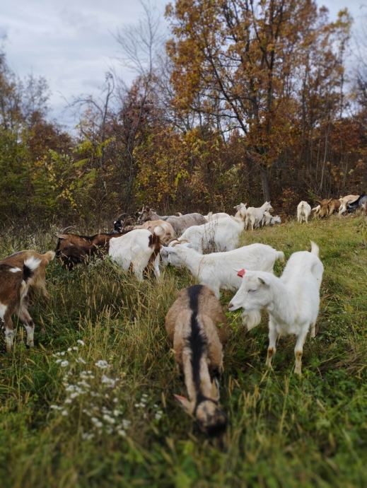 Prodajem stado koza