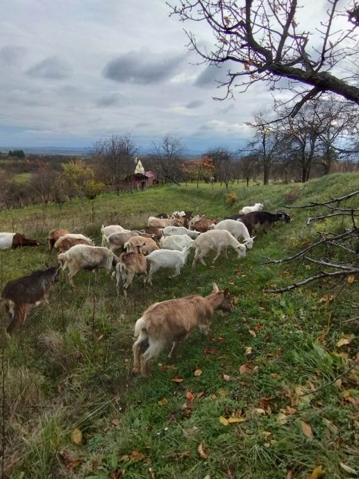 Prodajem stado koza