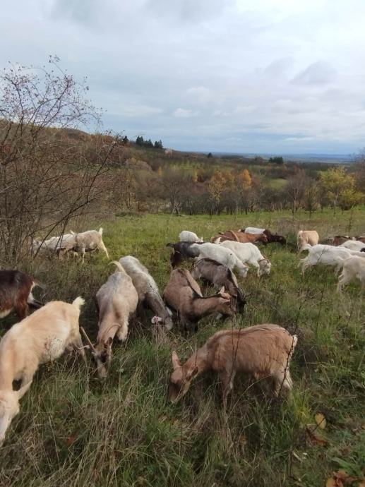 Prodajem stado koza