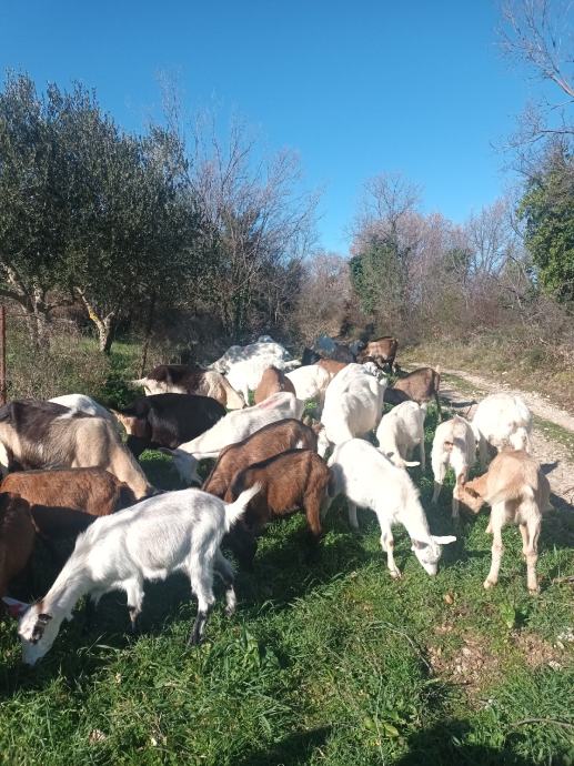 PRODAJEM STADO KOZA