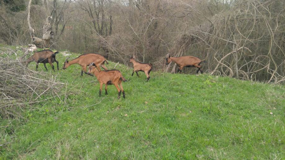 prodajem stado koza!