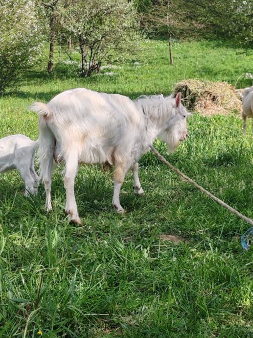 Jarac sanski bez rogova