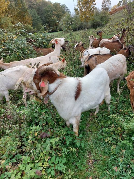 Stado koza i burski jarac