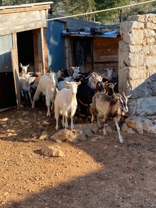 Stado koza sa jarićima i jarcima