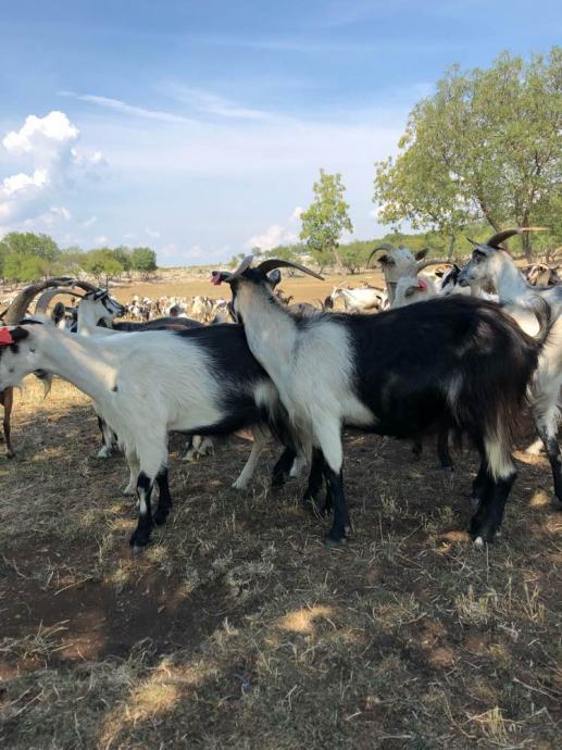 Stado koza - Sinj