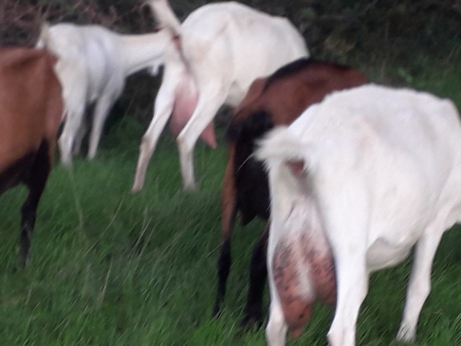 Stado koza (vrhunske muzne) 120 kom