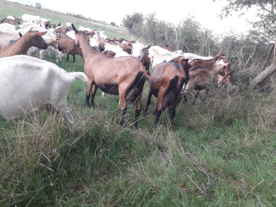 Stado koza (vrhunske muzne) 120 kom