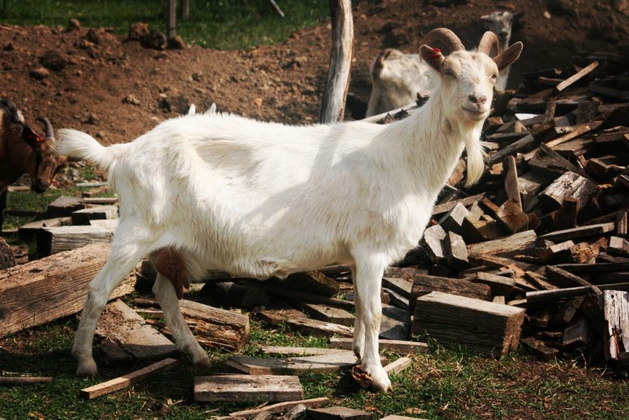 Vrhunska sanska koza