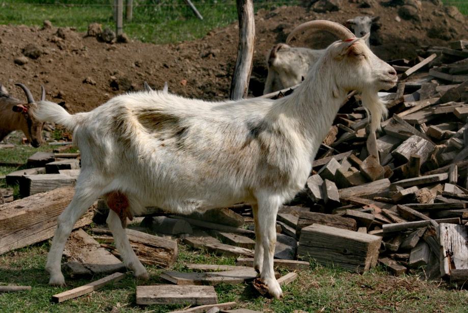 Vrhunska sanska koza