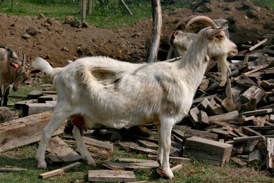 Vrhunska sanska koza