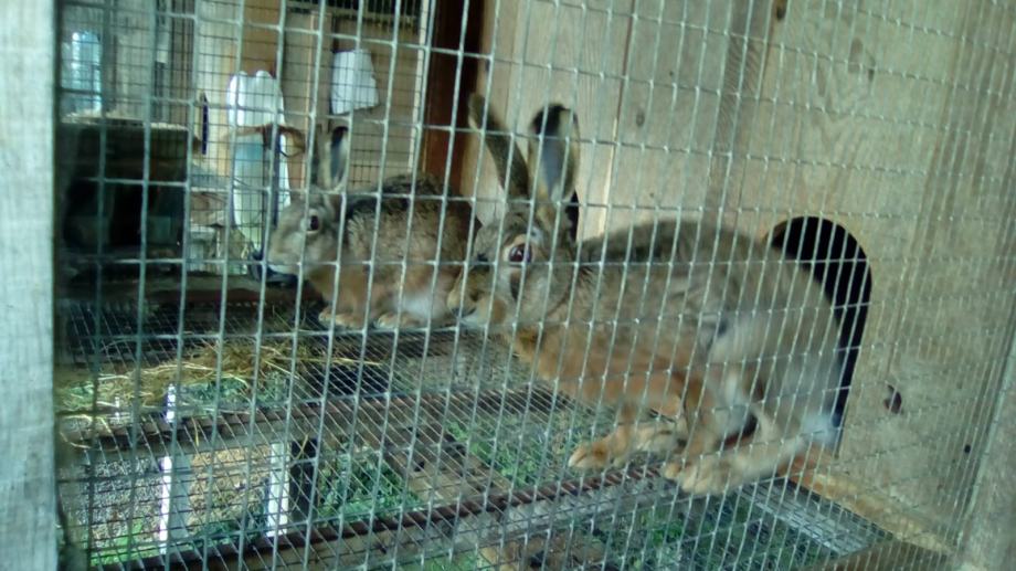 Divlji zečevi - Akcija na mlade zečeve! Već od 60€!
