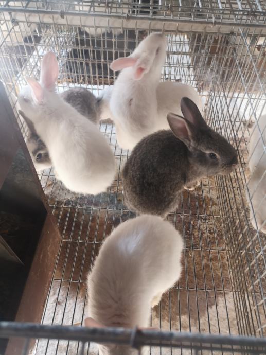 Hajkom(Hycole) mladi kunici