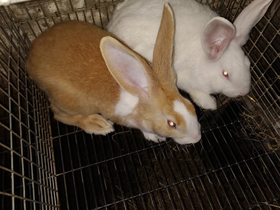 Hycole color kunići,