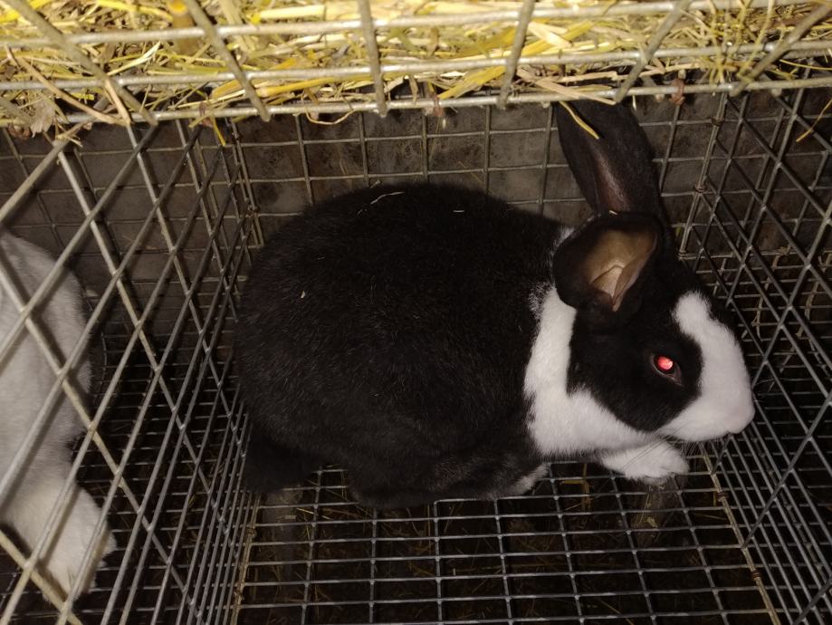 Hycole color kunići,