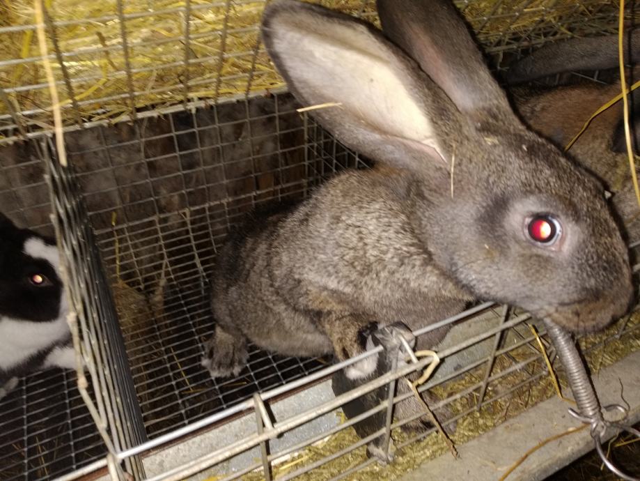 Hycole color kunići,