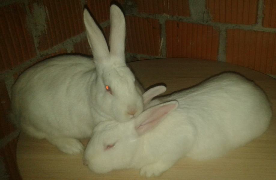 Hycole ( Hajkom ) kunići