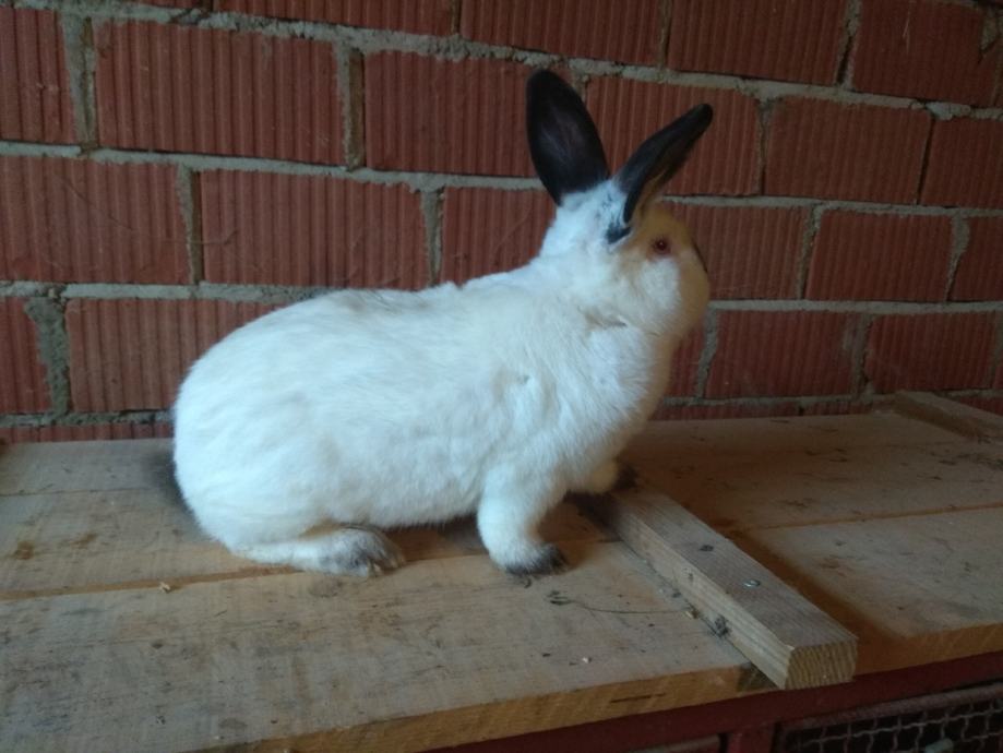 Kalifornijski kunić - mužjak