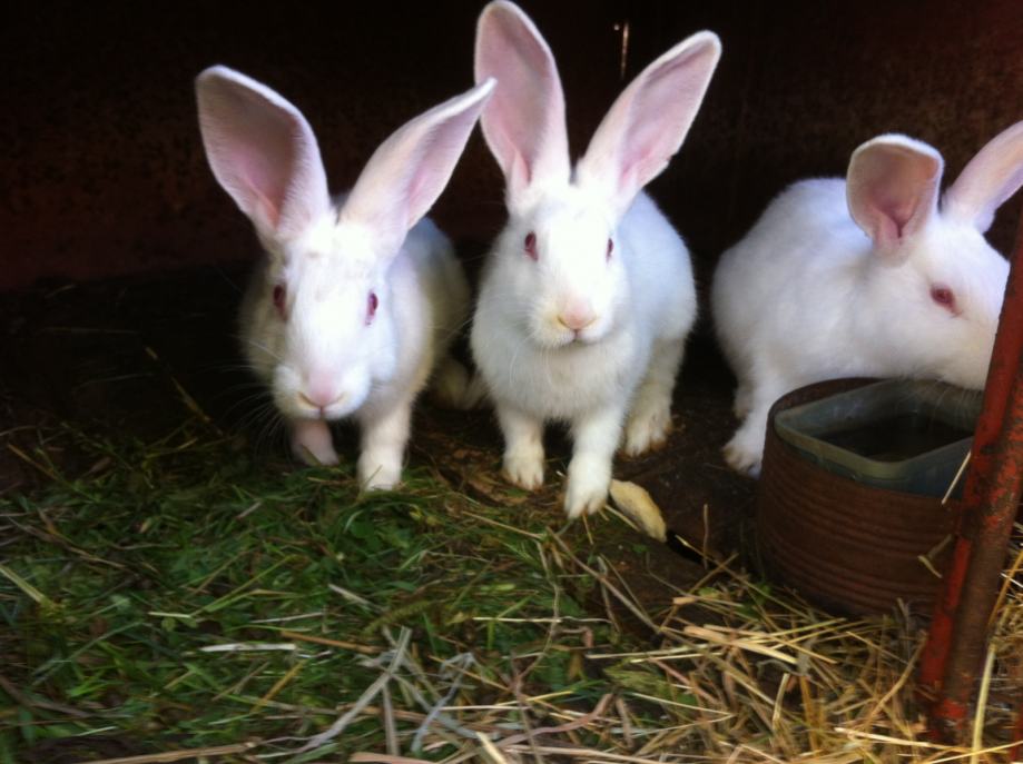 Kunići HYCOLE (hajkom )