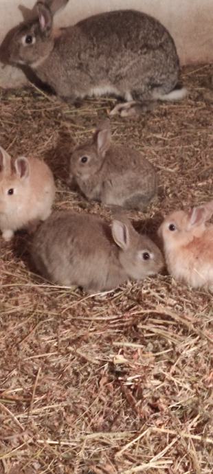 KUNIĆI MLADI SA MAJKOM