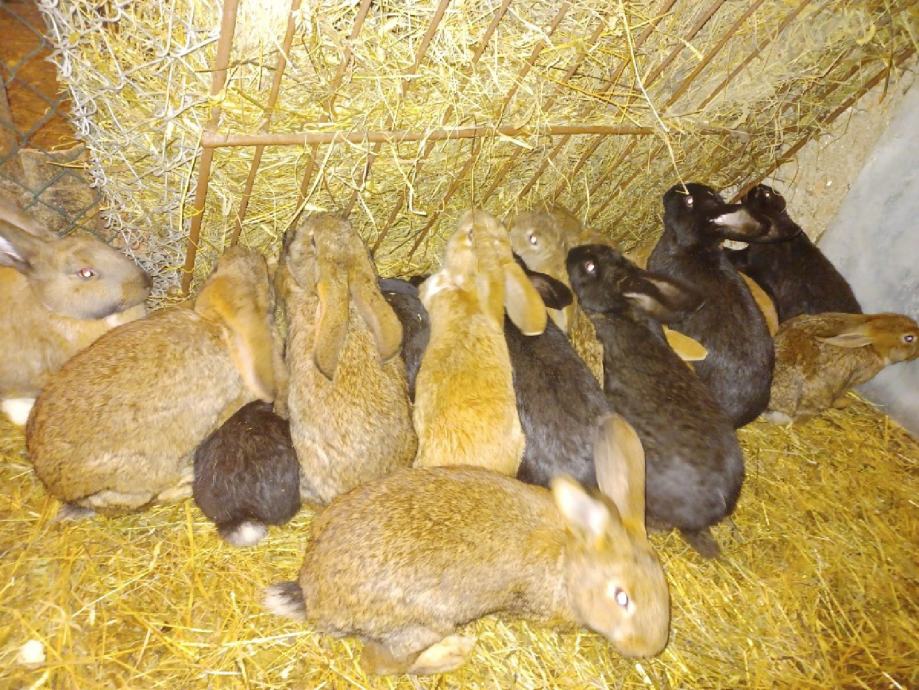 Mladi domaći kunići