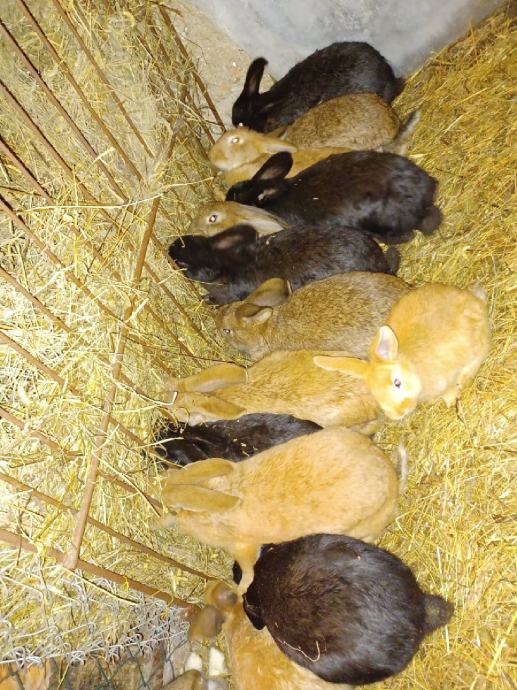 Mladi domaći kunići