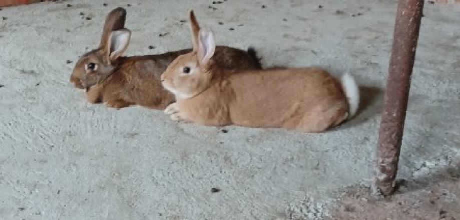 Mladi domaći kunići