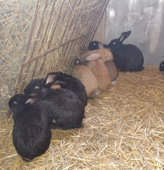 Mladi domaći kunići