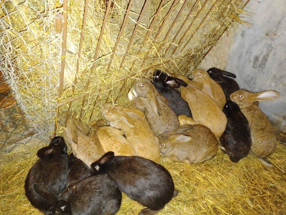 Mladi domaći kunići