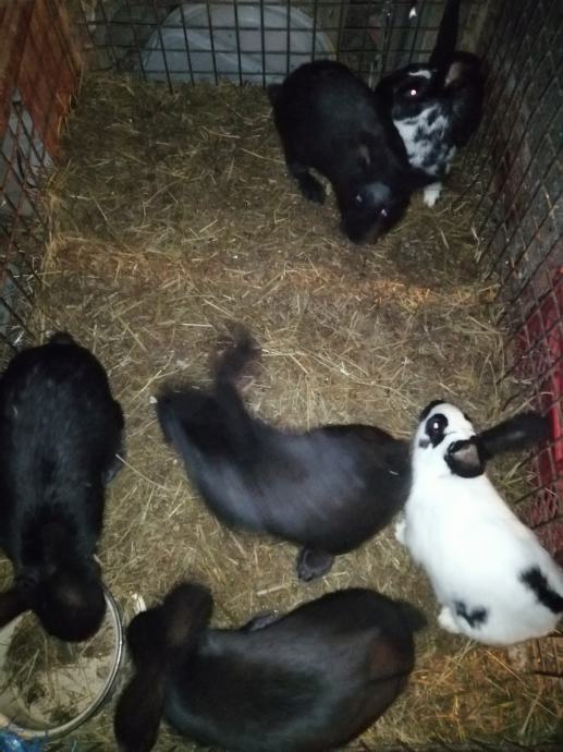 Mladi zecevi, zecice za rasplod i zec