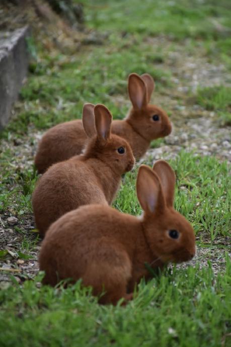 Novozelandski crveni kunići