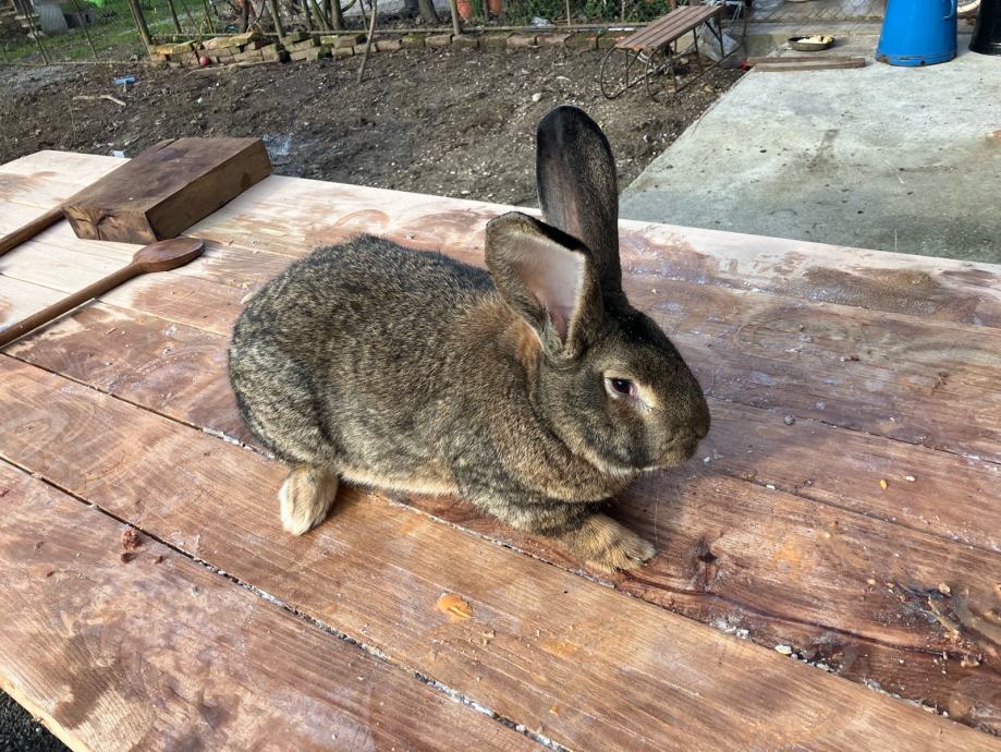 Zec belgijski orijaš