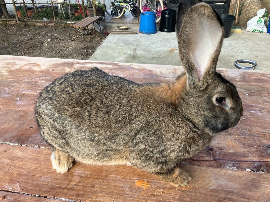 Zec belgijski orijaš