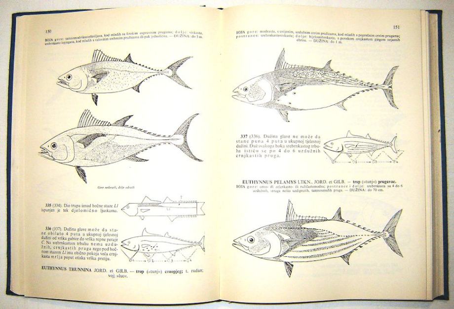 Dr. Tonko Šoljan - Ribe Jadrana (Pisces mare Adriatici)