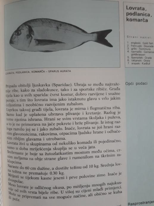 Fabjan Grubišić RIBE, RAKOVI I ŠKOLJKE JADRANA