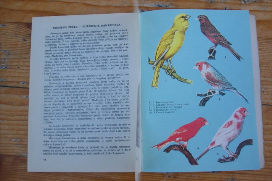 KANARINCI, ŠUMSKE PEVAĆICE I PAPAGAJI - Inž. Bora Vasić